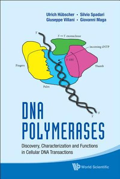 DNA polymerases : discovery, characterization, and functions in ...