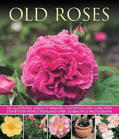 Old roses : an illustrated guide to varieties, cultivation and care ...