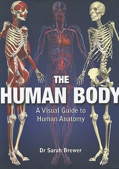 The human body : a visual guide to human anatomy | WorldCat.org